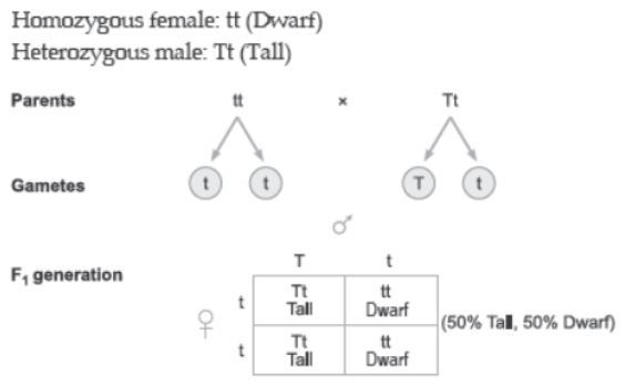 Cbse Class 12 Biology Principles Of Inheritance And Variation Worksheet